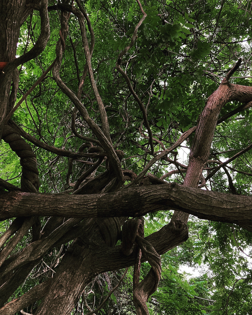 loop necklace 01｜LORO(ロロ)公式通販